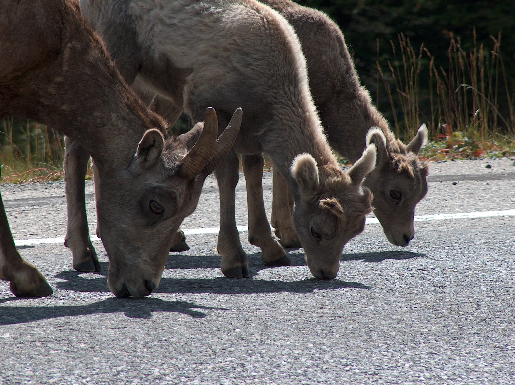 Where to See Wildlife Near Calgary, Canmore and Banff National Park